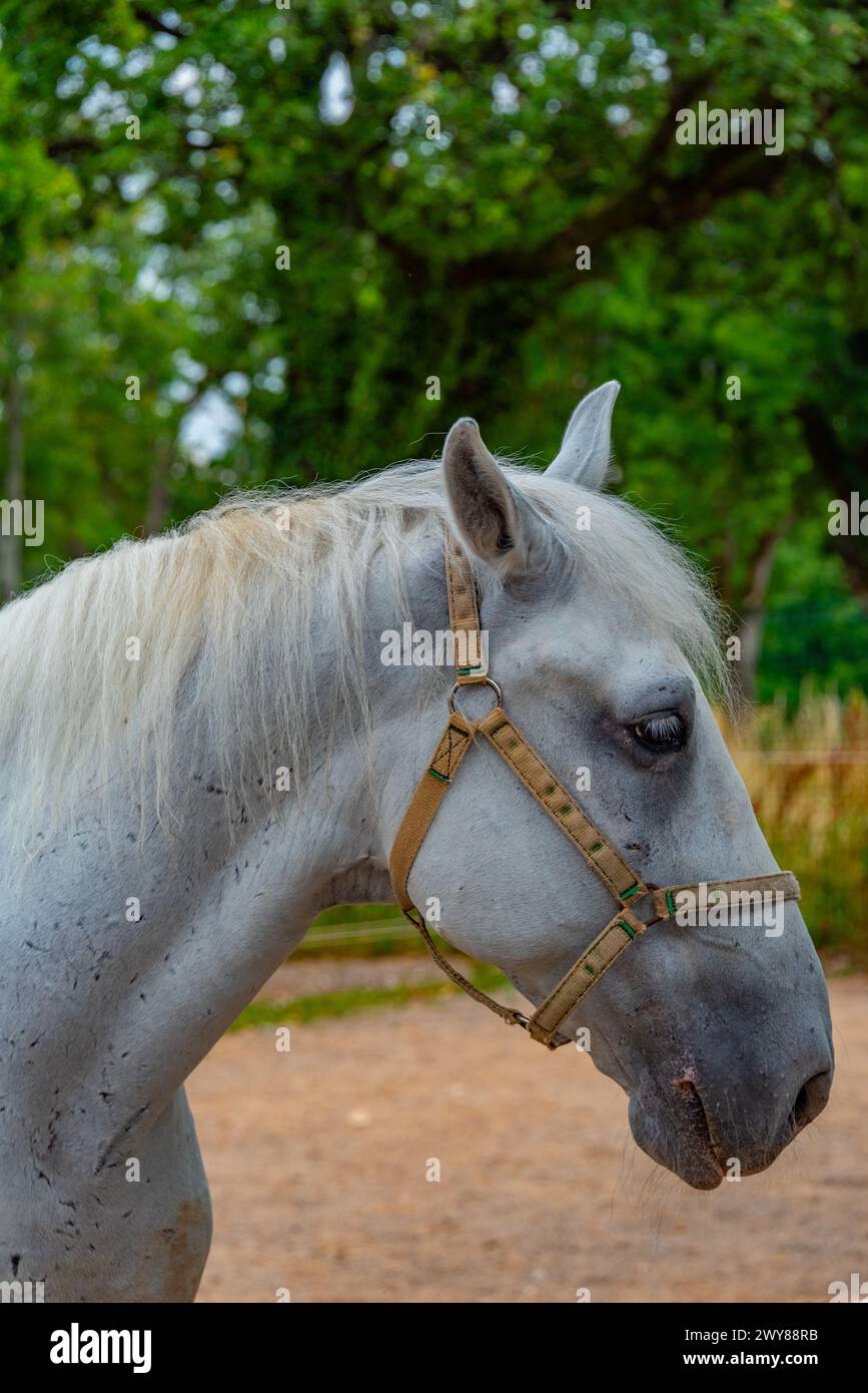 Famous Lipizzan horses in Slovenian village Lipica Stock Photo - Alamy