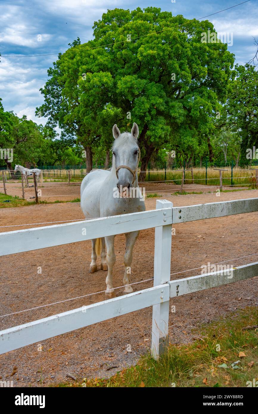 Famous Lipizzan horses in Slovenian village Lipica Stock Photo - Alamy