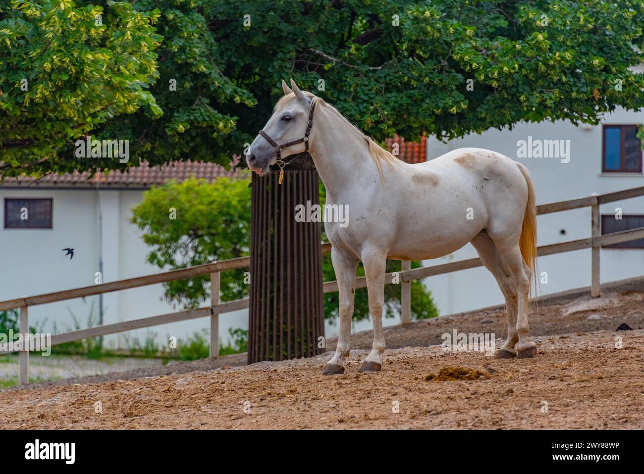 Famous Lipizzan horses in Slovenian village Lipica Stock Photo - Alamy