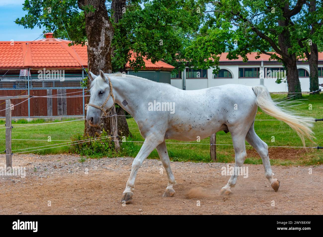 Famous Lipizzan horses in Slovenian village Lipica Stock Photo - Alamy