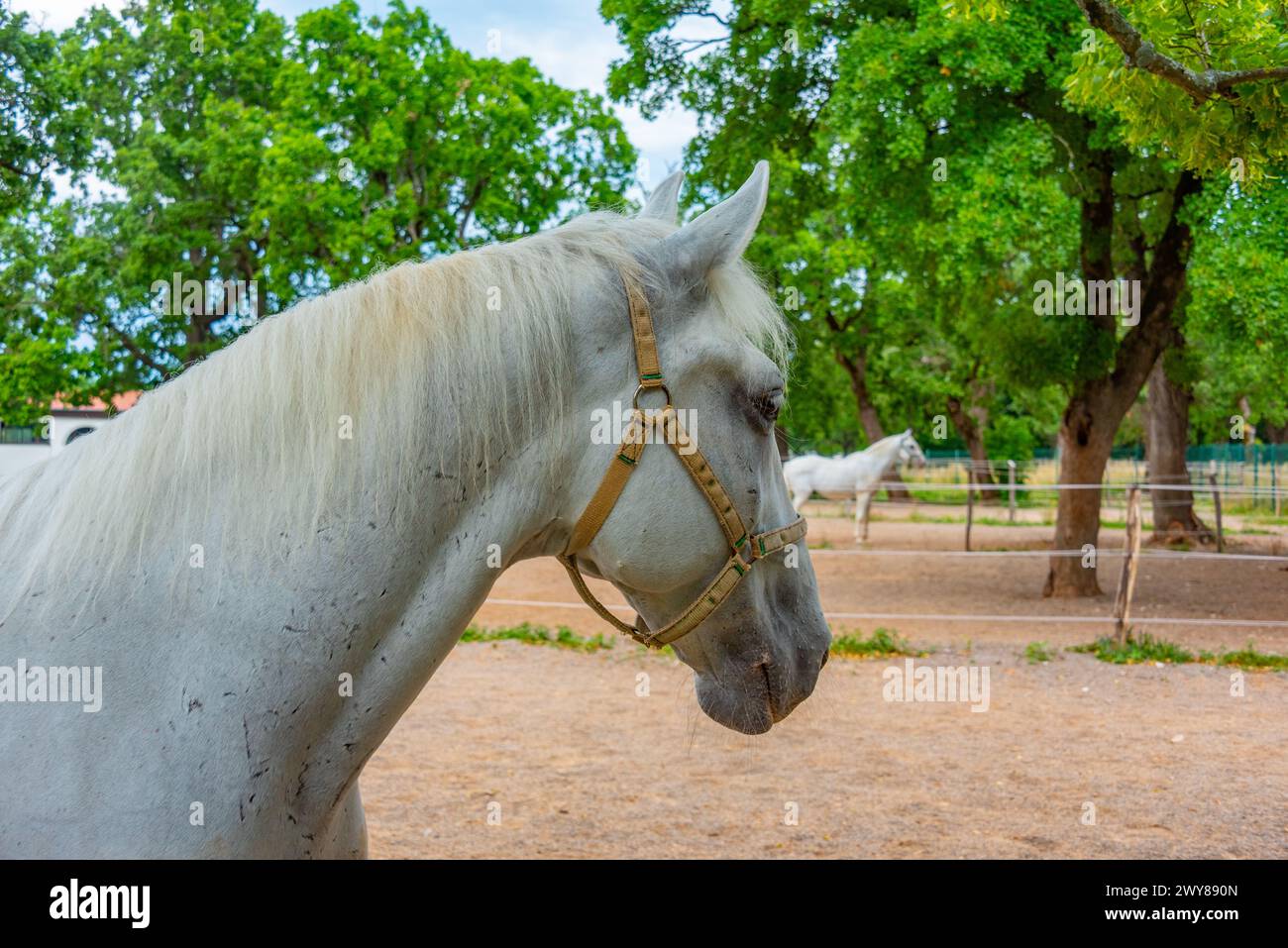 Famous Lipizzan horses in Slovenian village Lipica Stock Photo - Alamy