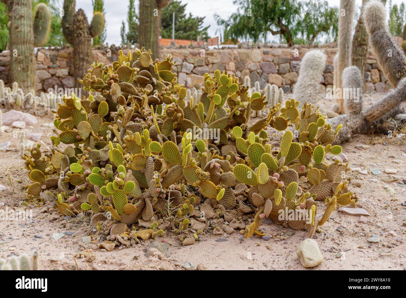 Old cactus (Opuntia scheeri) in the high altitude botanical garden in ...
