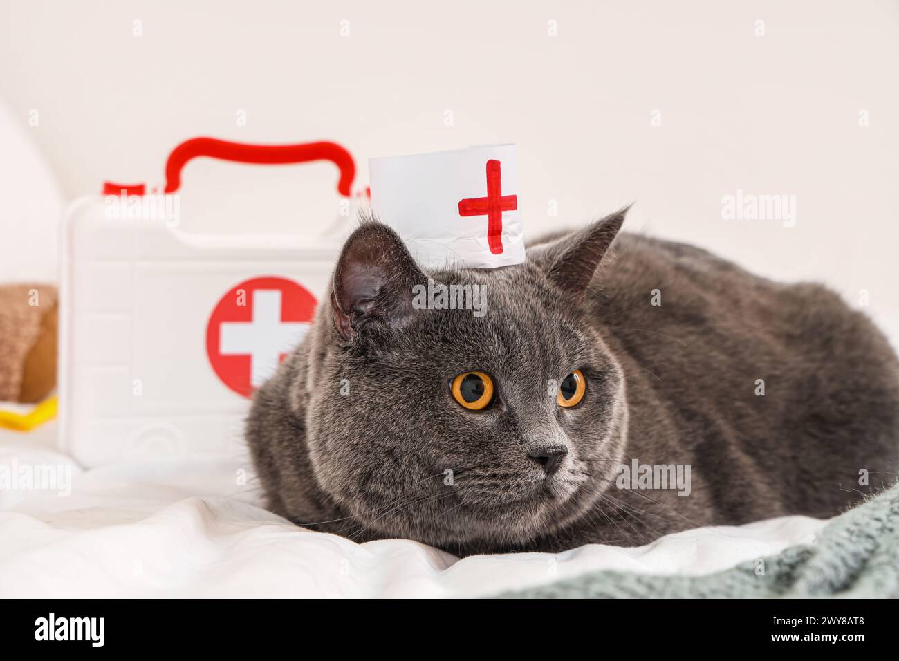 Cute British cat with first aid kit lying on bed at home Stock Photo ...