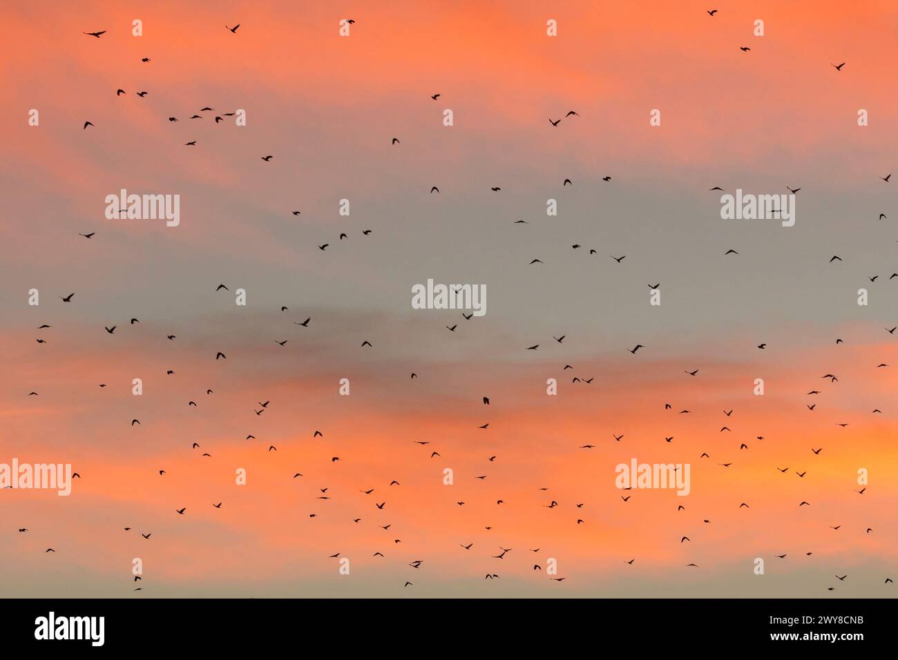 Crows in sunset sky hi-res stock photography and images - Alamy
