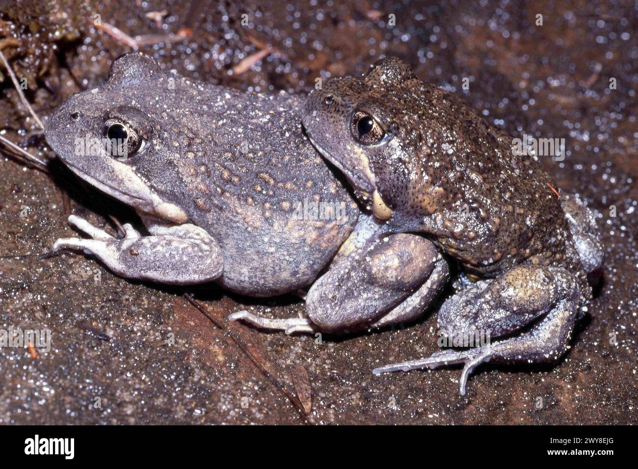 Australian Coastal Banjo Frogs in amplexus Stock Photo - Alamy