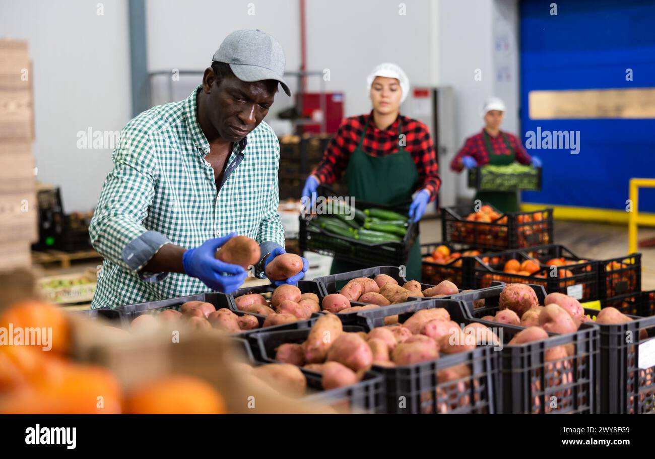 Man sorting and checking quality of potatoes in vegetable factory Stock ... Man sorting and checking quality of potatoes in vegetable factory Stock ...