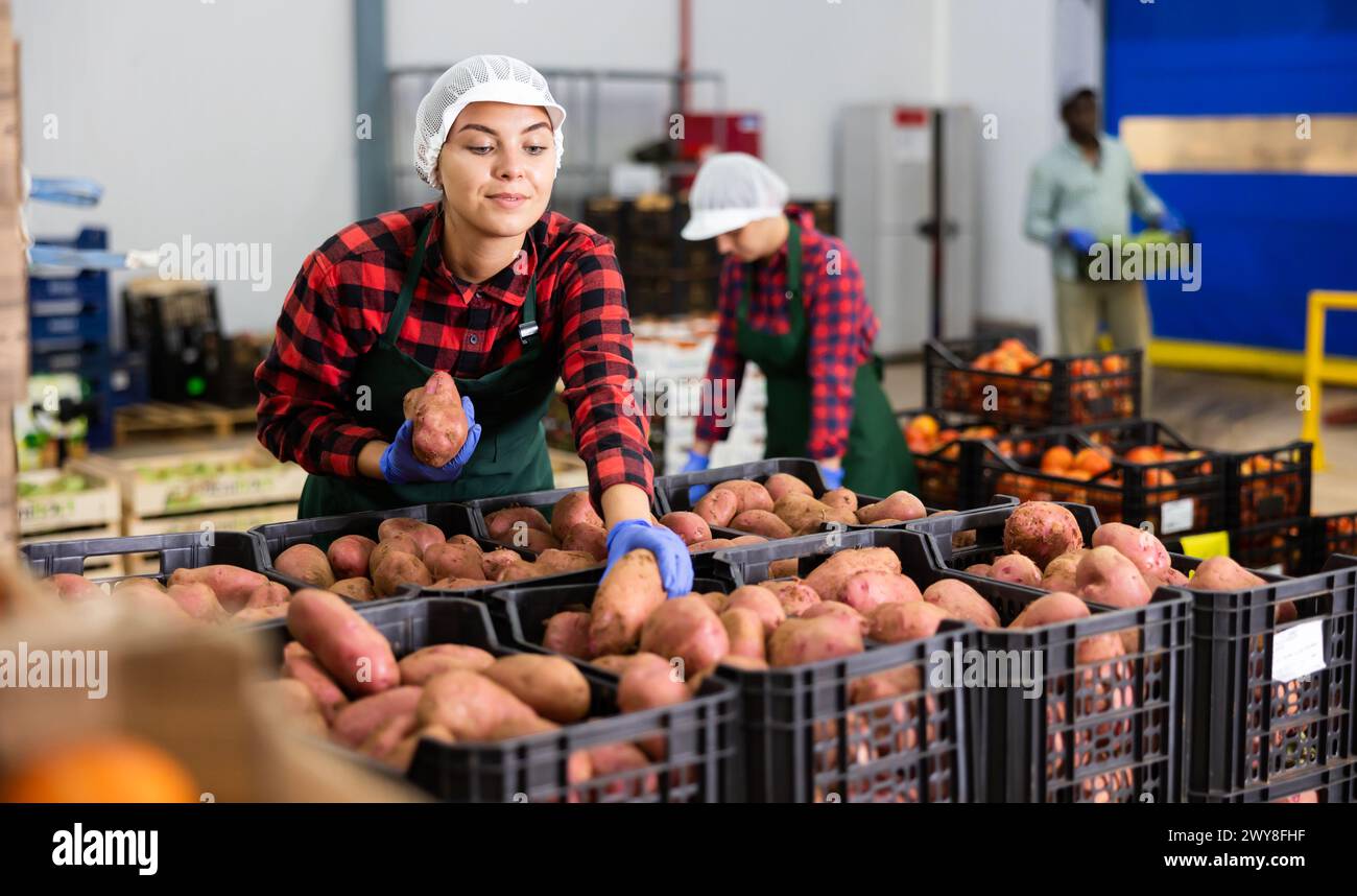 Cheerful girl checking quality and sorting potatoes in storehouse Stock ... Cheerful girl checking quality and sorting potatoes in storehouse Stock ...