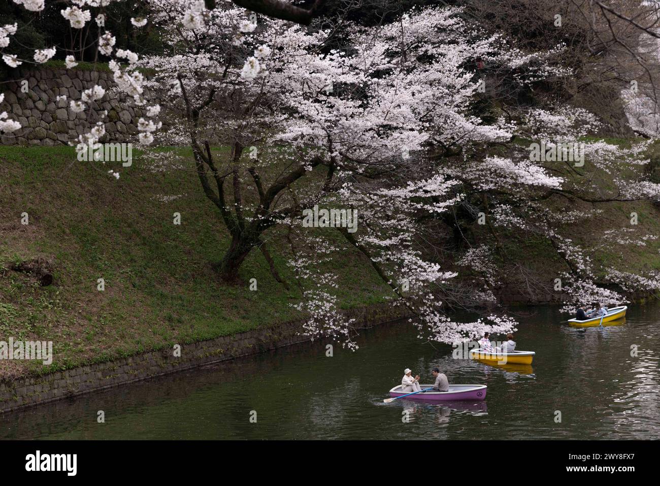 Hanami 2024 hi-res stock photography and images - Alamy