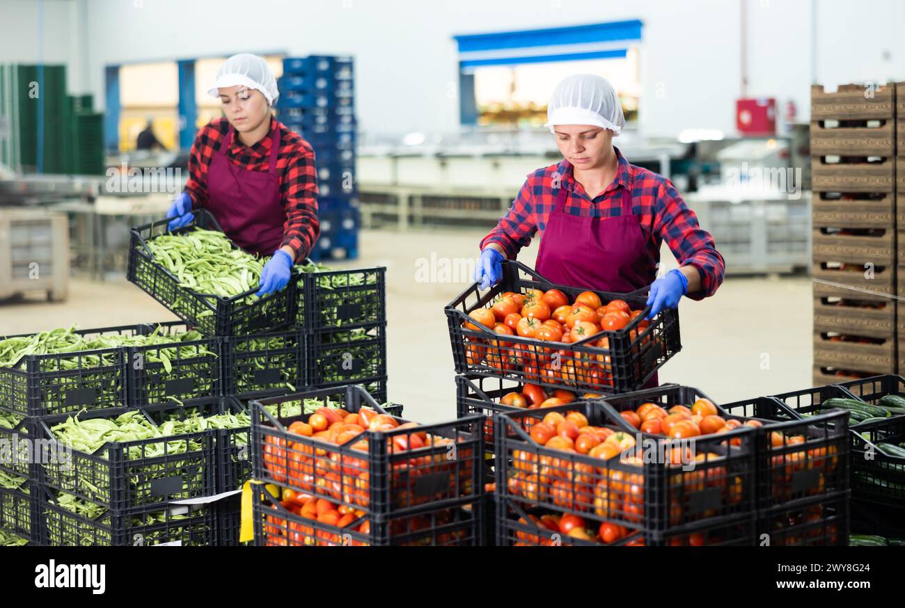 Female employee of vegetable sorting factory stack crates of tomatoes ...