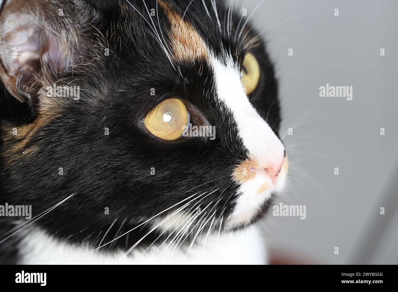 Cute cat with corneal opacity in eye on blurred background, closeup Stock Photo - Alamy
