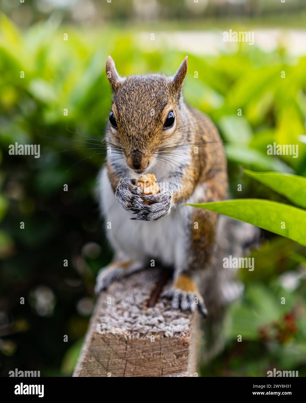 Squirrel in Aventura, Miami, Florida eating the walnut. Best of Miami ...