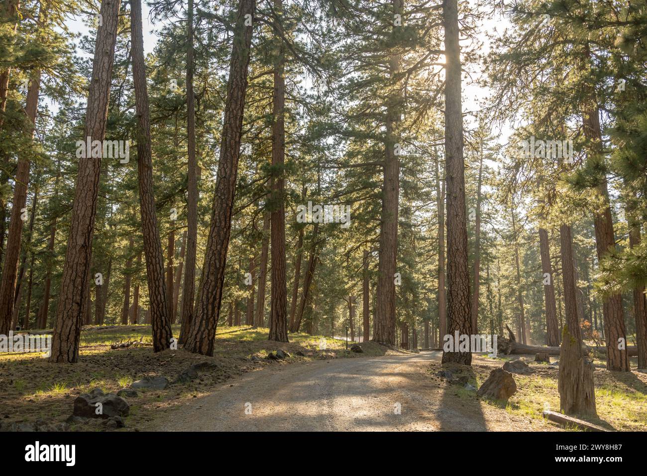 Butte lake lassen national forest hi-res stock photography and images ...