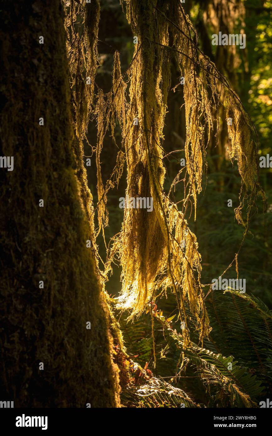 Golden Light Drips From Thick Moss On Tree Trunk in Olympic Rainforest ...