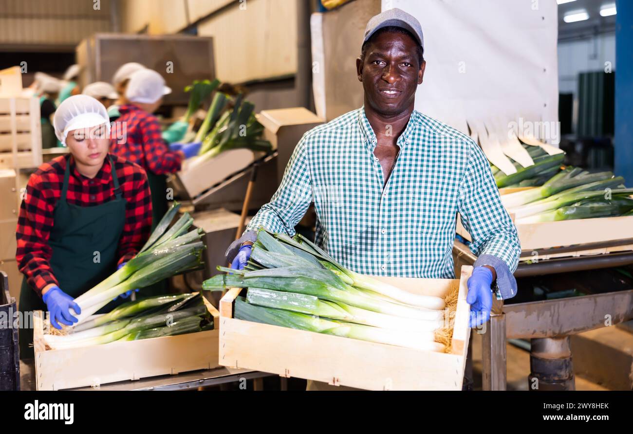 Loader dragging boxes of leeks in vegetable processing factory Stock ...