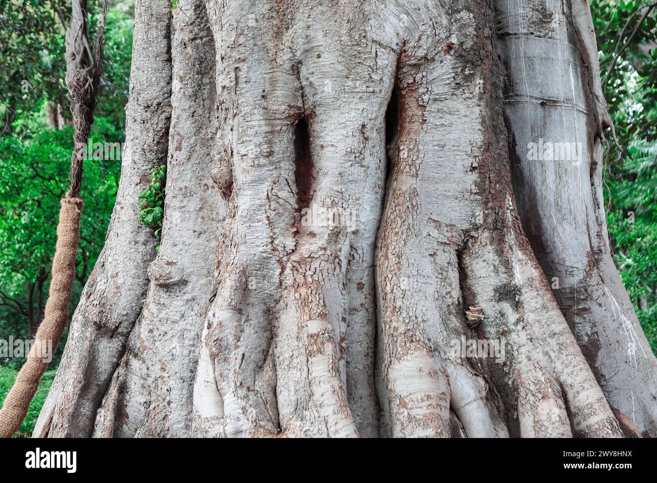 Banyan tree in the forest. Tropical tree with very large trunk. Wood ...
