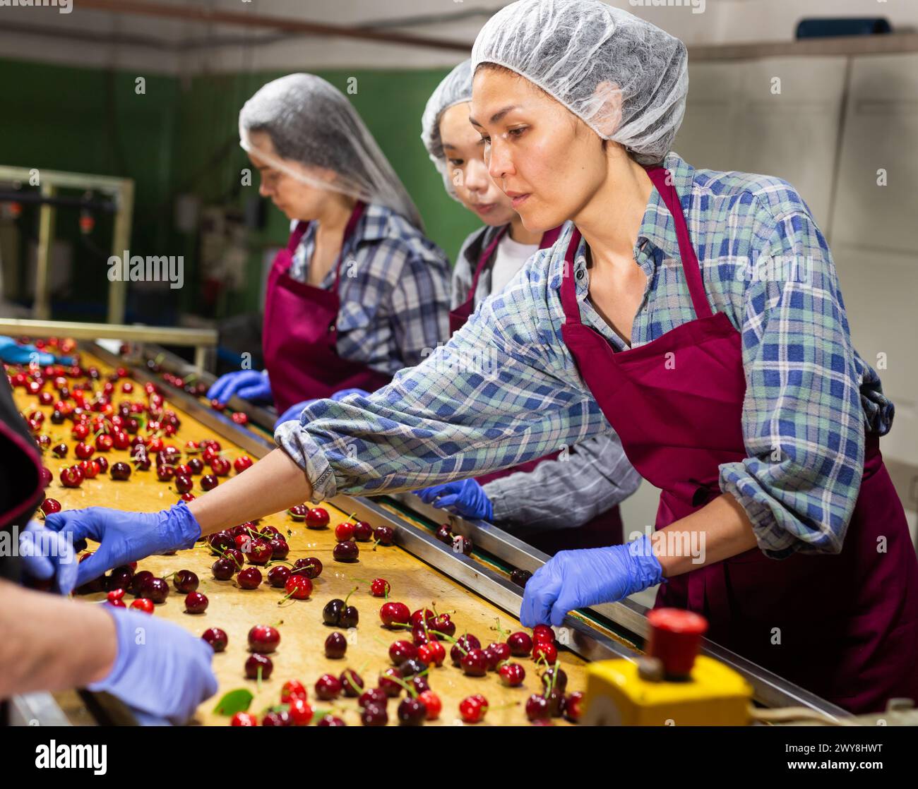 Women are sorting cherries on conveyor Stock Photo - Alamy