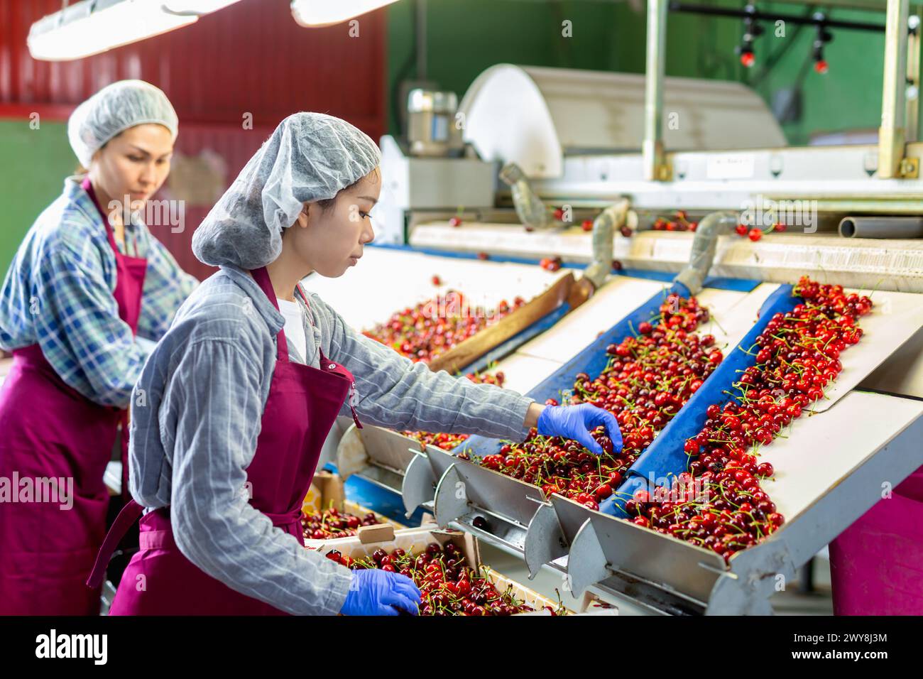 Three women are sorting sherries Stock Photo - Alamy