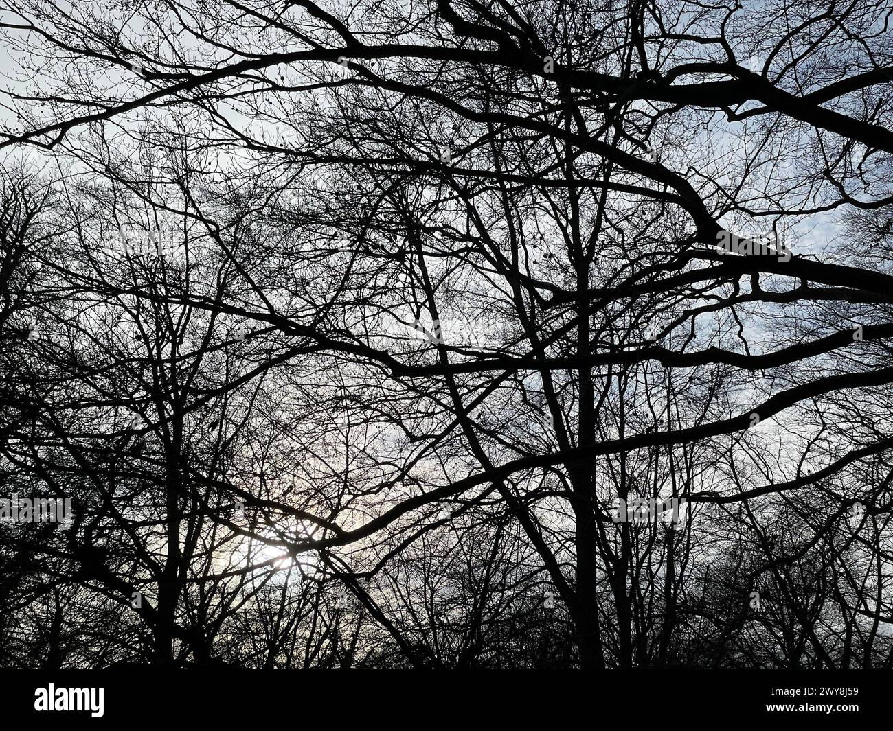 park, trees, Copenhagen, Denmark Stock Photo - Alamy