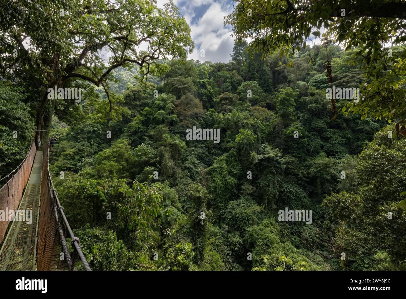 Suspension Bridge through dense rainforest at Rainmaker Conservation ...