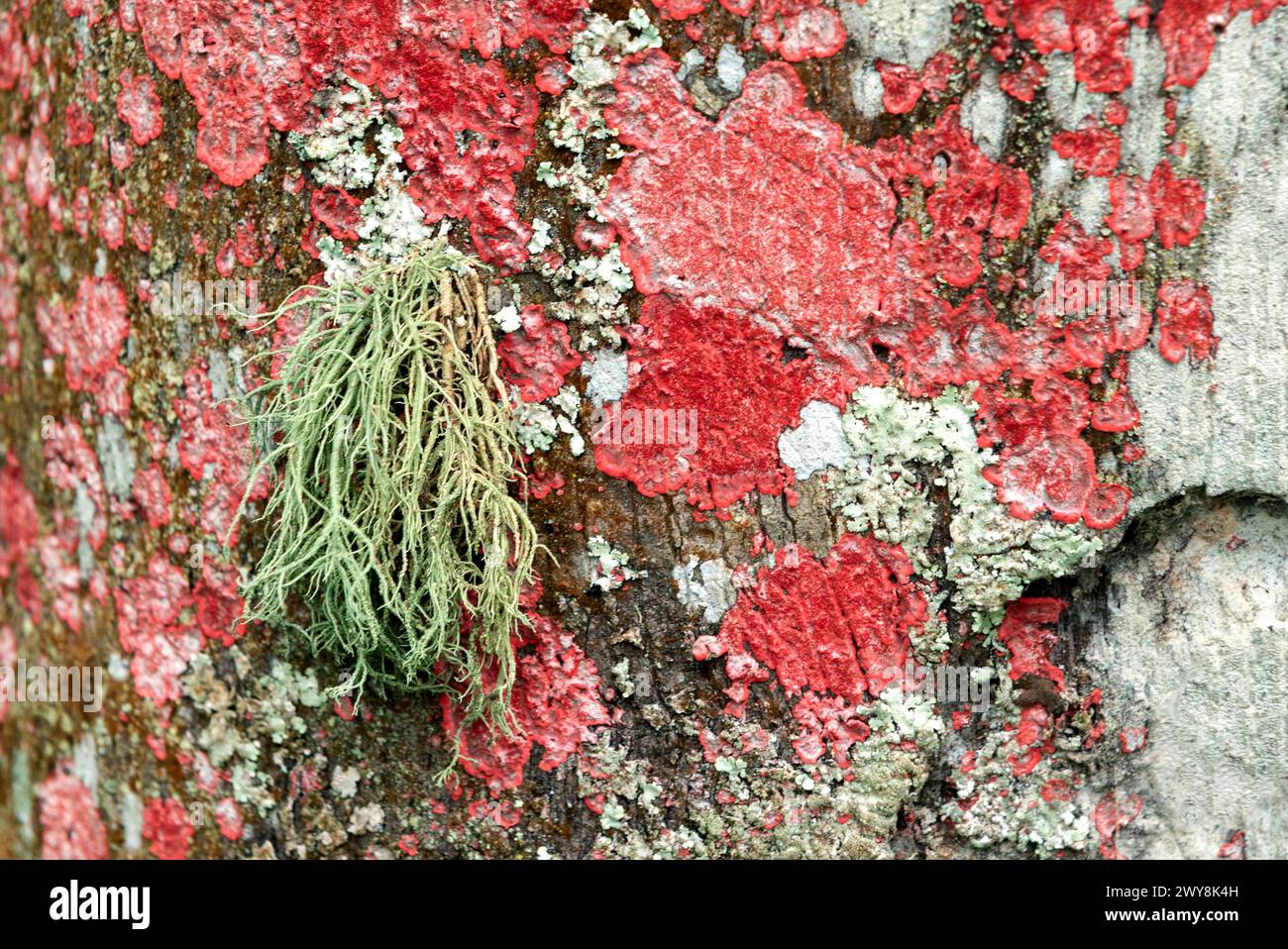 Indicator organisms hi-res stock photography and images - Alamy