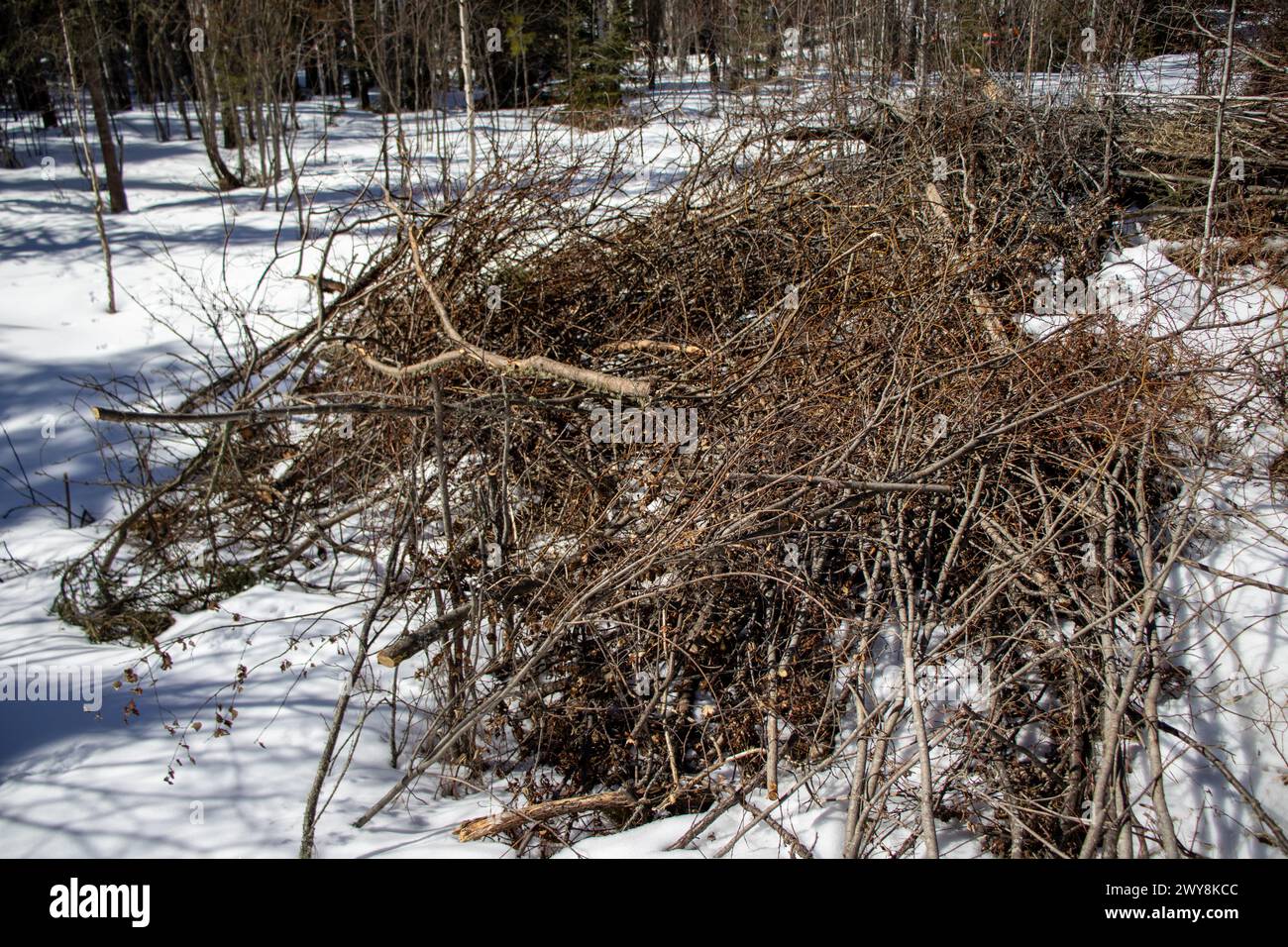 This image showcases a simple yet striking scene of a pile of twigs ...