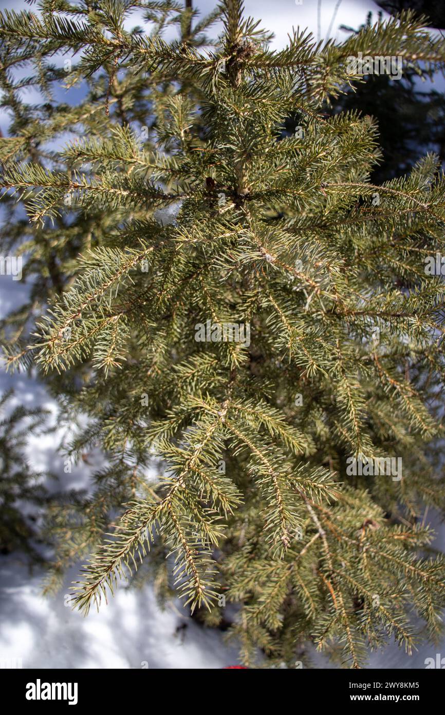 This image captures the resilience of a young pine tree seedling as it ...