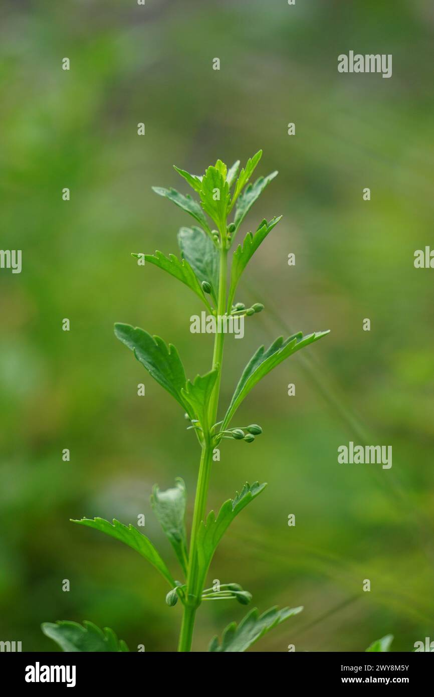 Scoparia grandiflora hi-res stock photography and images - Alamy