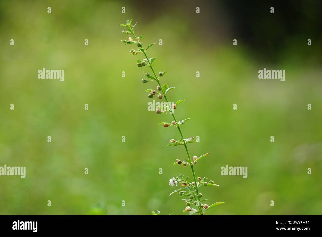 Scoparia dulcis (licorice weed, goatweed, scoparia-weed, sweet-broom ...
