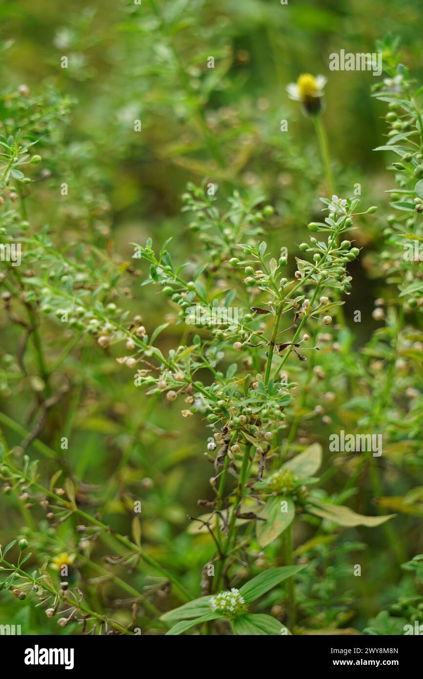 Scoparia dulcis (licorice weed, goatweed, scoparia-weed, sweet-broom ...