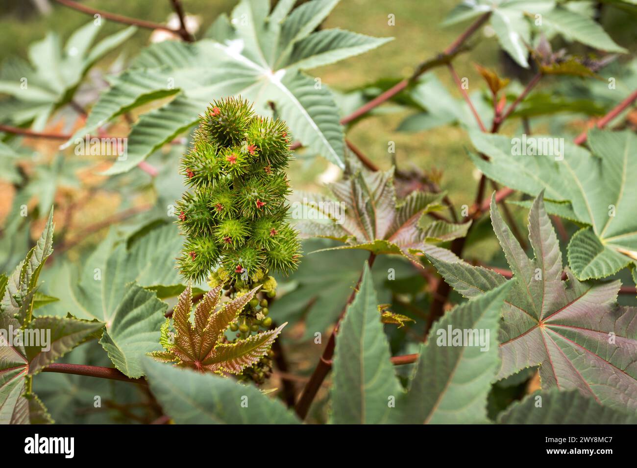 Seeds and green leaves of Ricinus communis for industrial oil ...