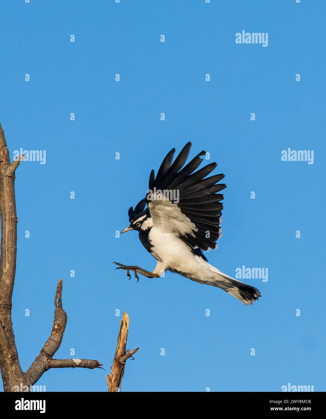 Magpie Lark (Grallina cyanoleuca) coming in to land on a tree, Wyndham ...