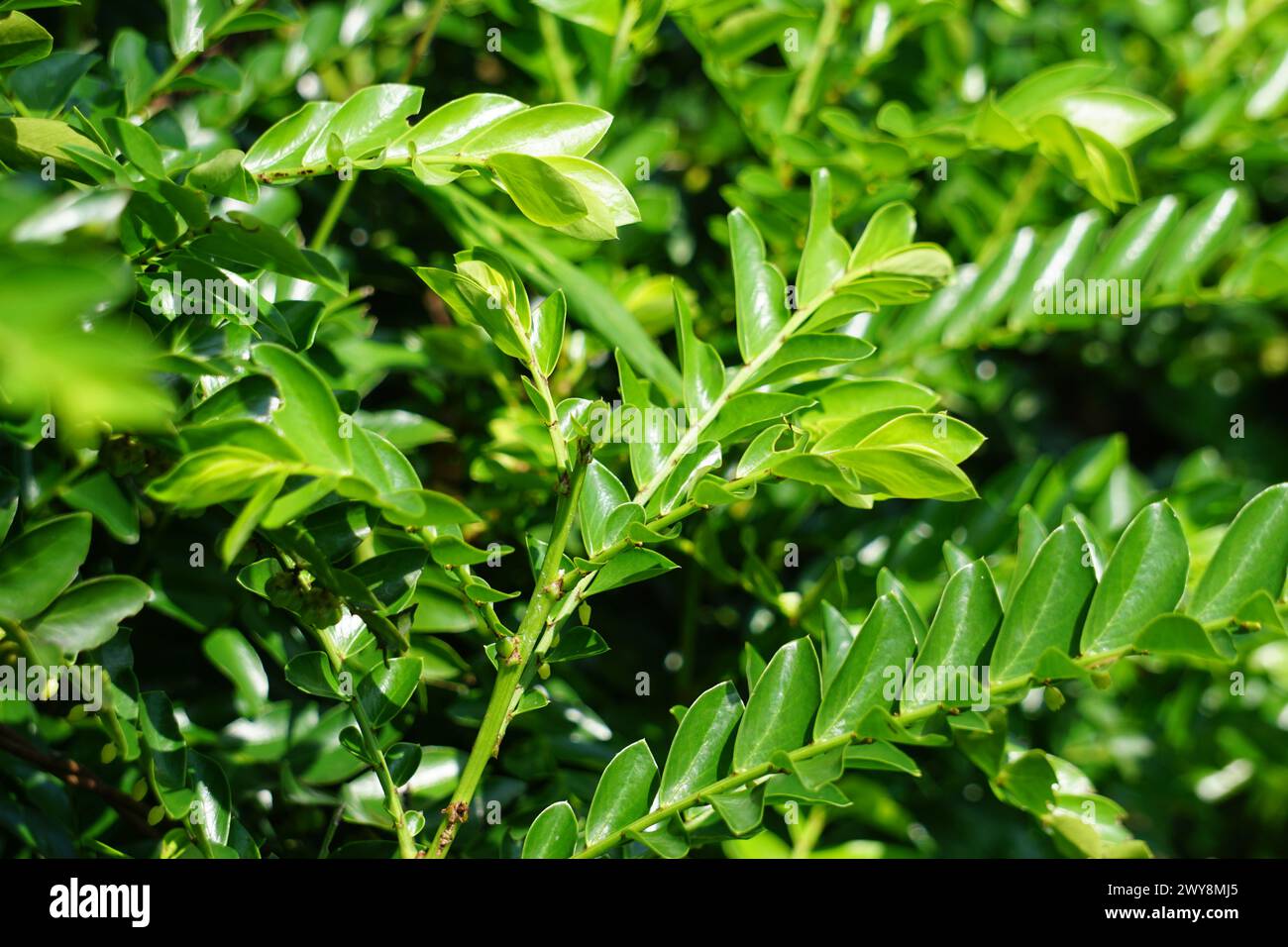 Phyllanthus buxifolius (Scepasma bucifolius, seligi, Kayu Sisih) in ...