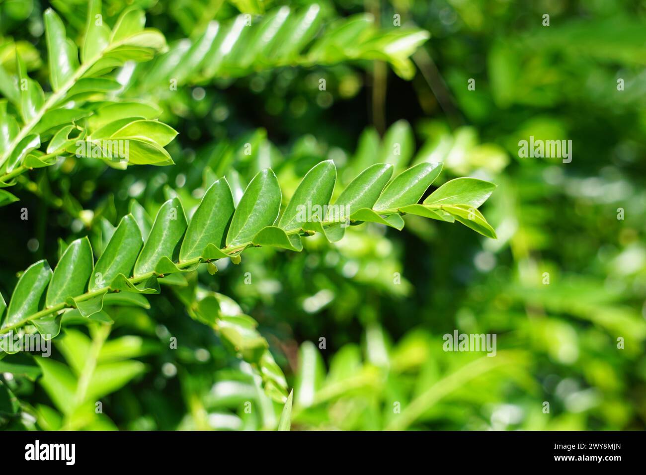 Phyllanthus buxifolius (Scepasma bucifolius, seligi, Kayu Sisih) in ...