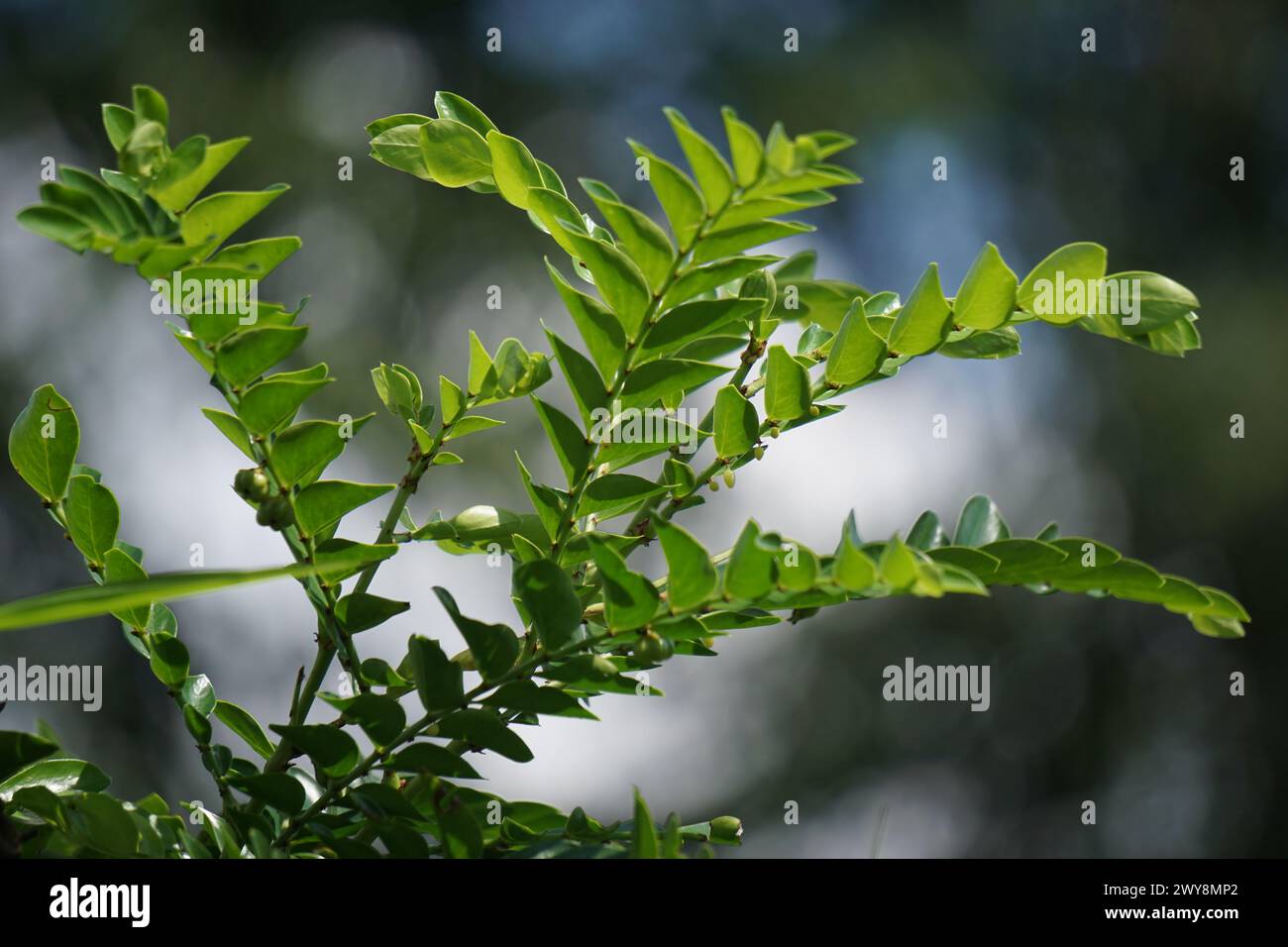 Phyllanthus buxifolius hi-res stock photography and images - Alamy