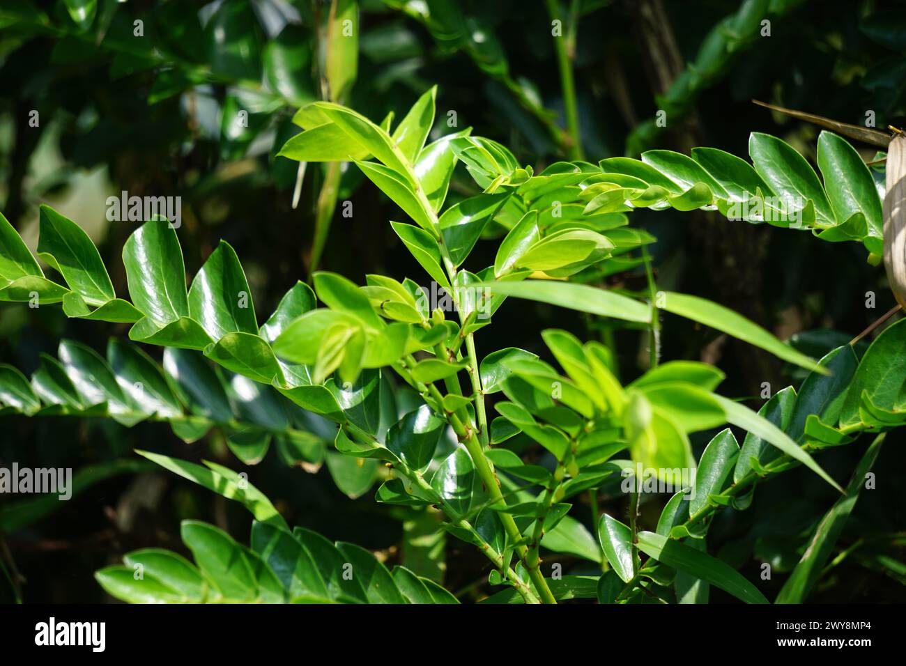Phyllanthus buxifolius (Scepasma bucifolius, seligi, Kayu Sisih) in ...