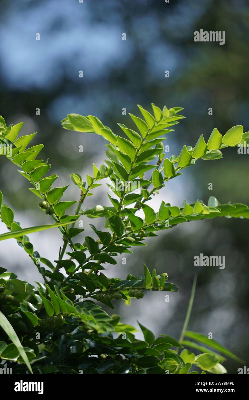Phyllanthus buxifolius hi-res stock photography and images - Alamy