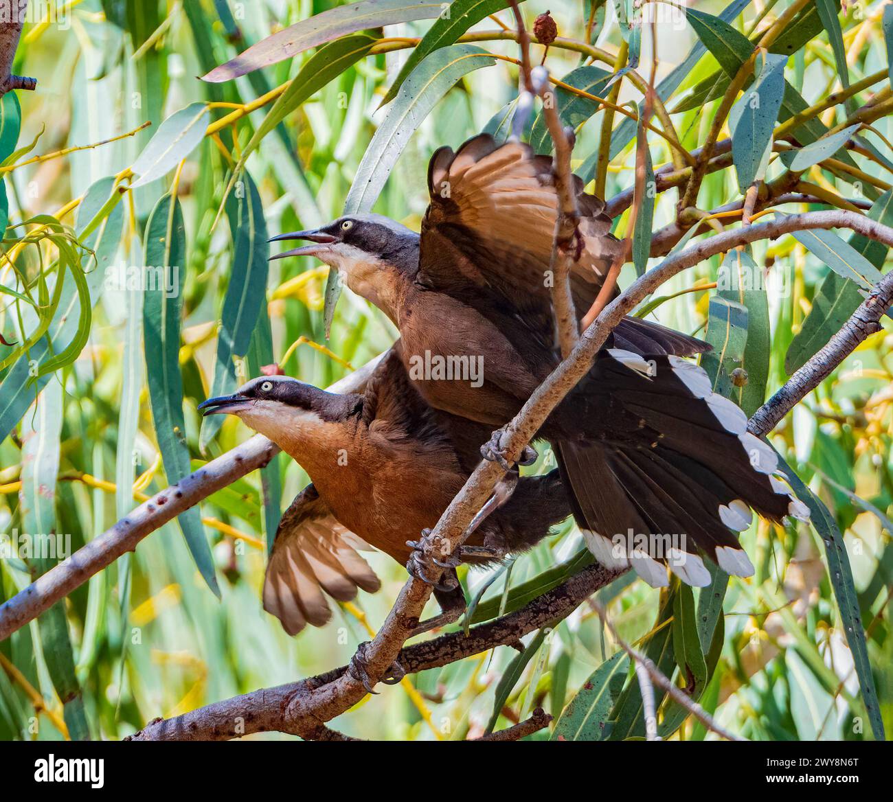Flapping birds hi-res stock photography and images - Alamy