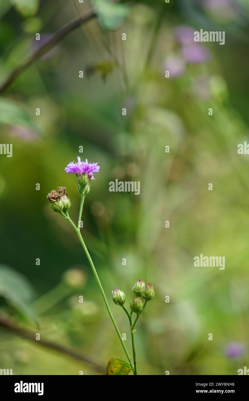Vernonia glauca (Appalachian Ironweed, Broadleaf Ironweed, Tawny ...