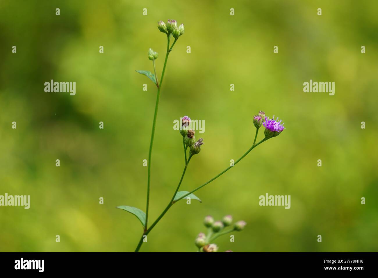 Vernonia glauca (Appalachian Ironweed, Broadleaf Ironweed, Tawny ...