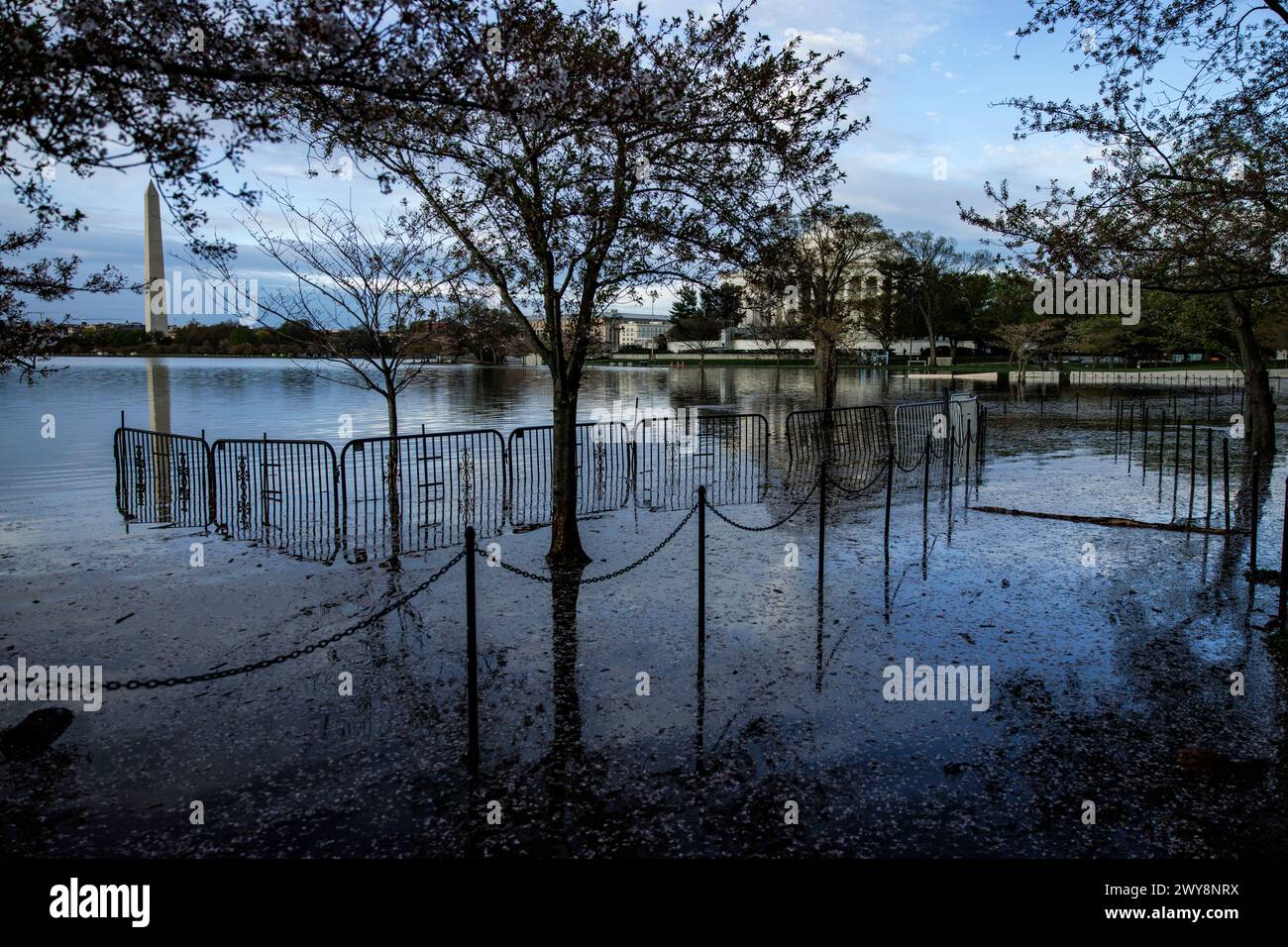 Water from the Tidal Basin surrounds the bases of Cherry trees and ...