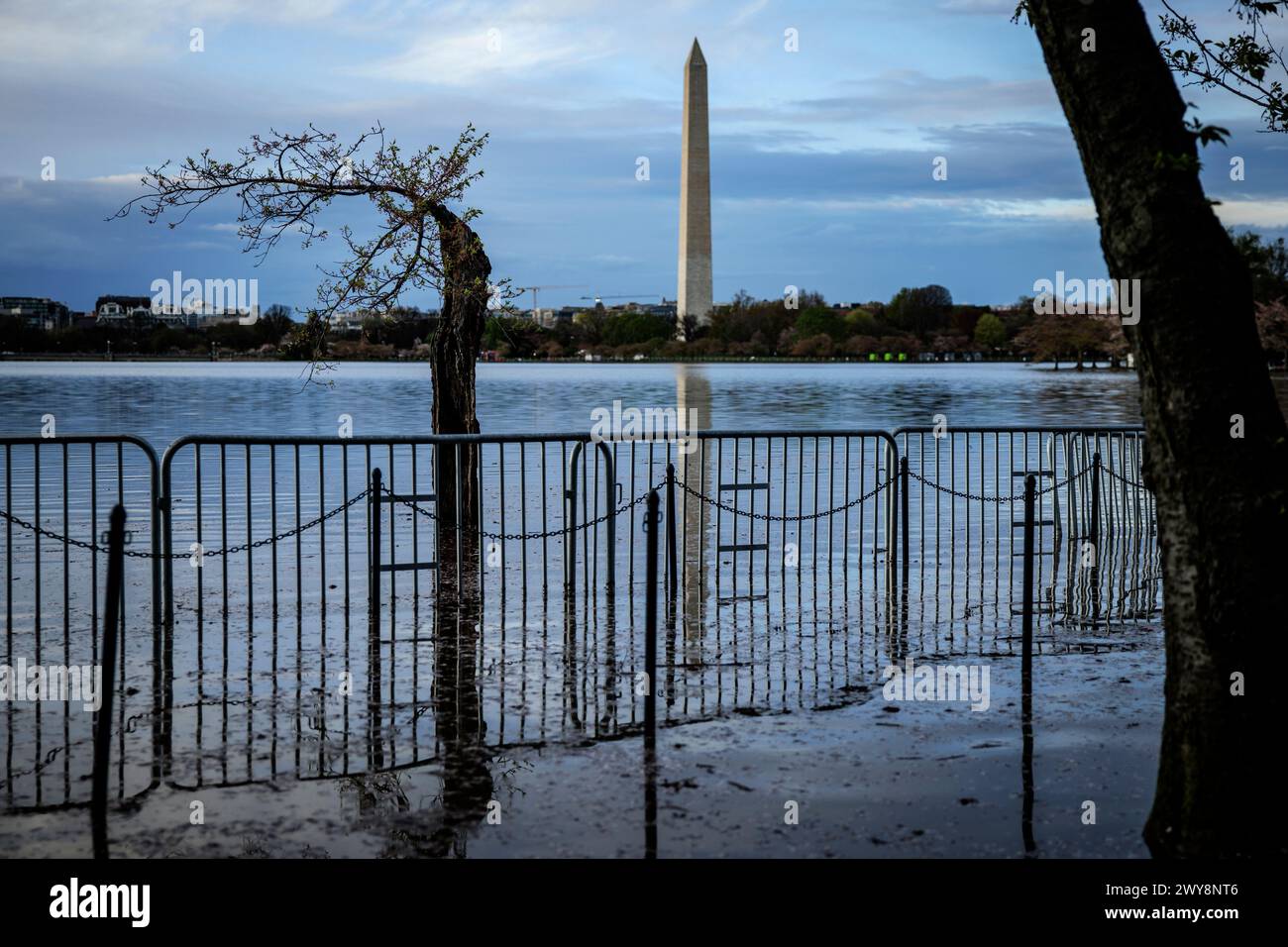 Water from the Tidal Basin surrounds the base of the Cherry tree known ...