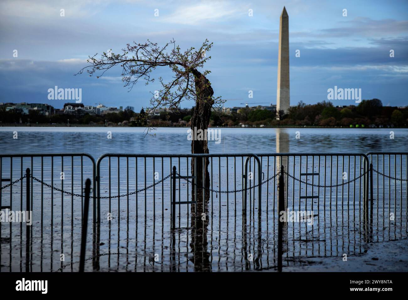 Water from the Tidal Basin surrounds the base of the Cherry tree known as Stumpy and covers ...