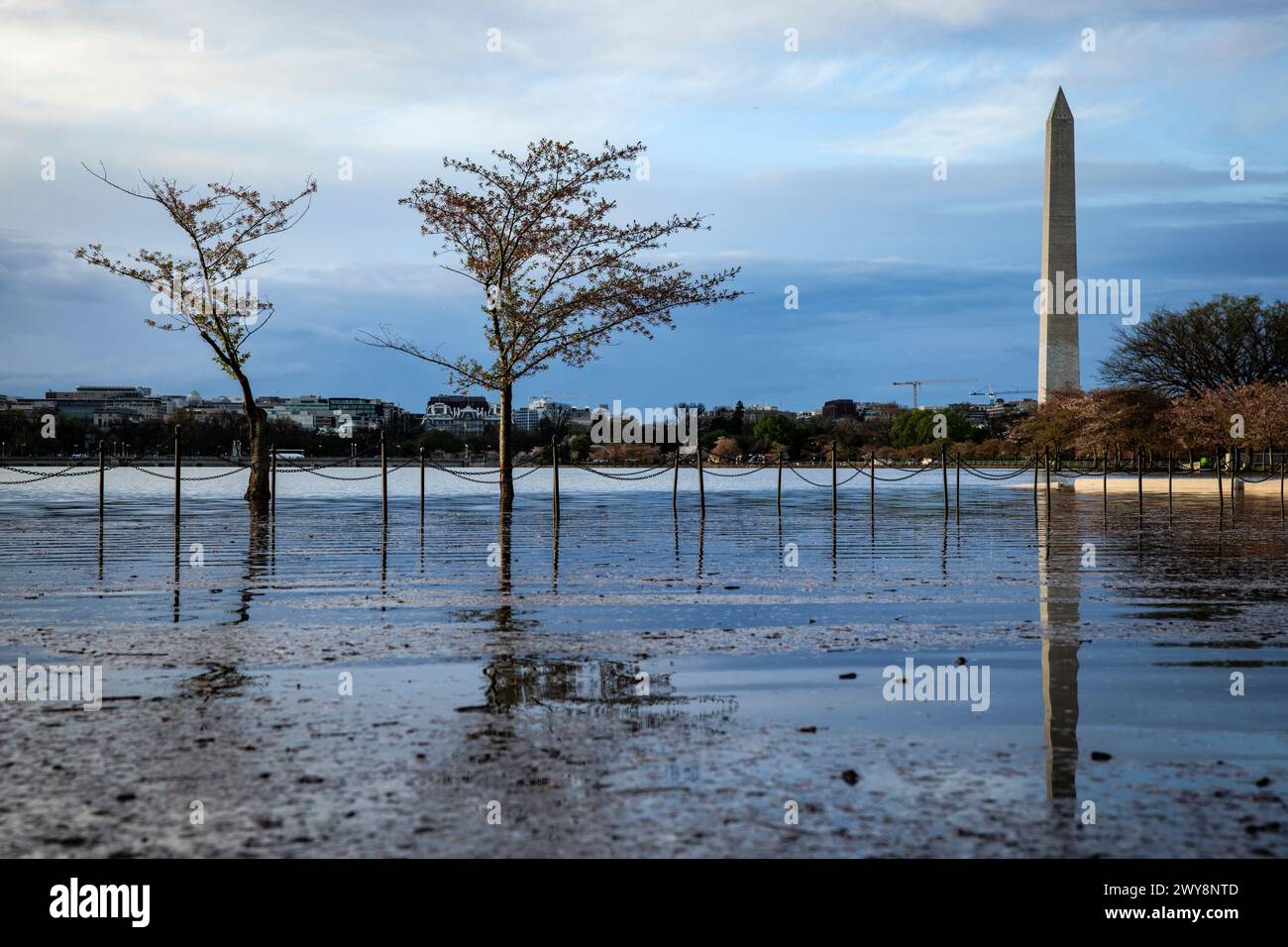 The Washington Monument is seen past flooded walkways and Cherry trees ...