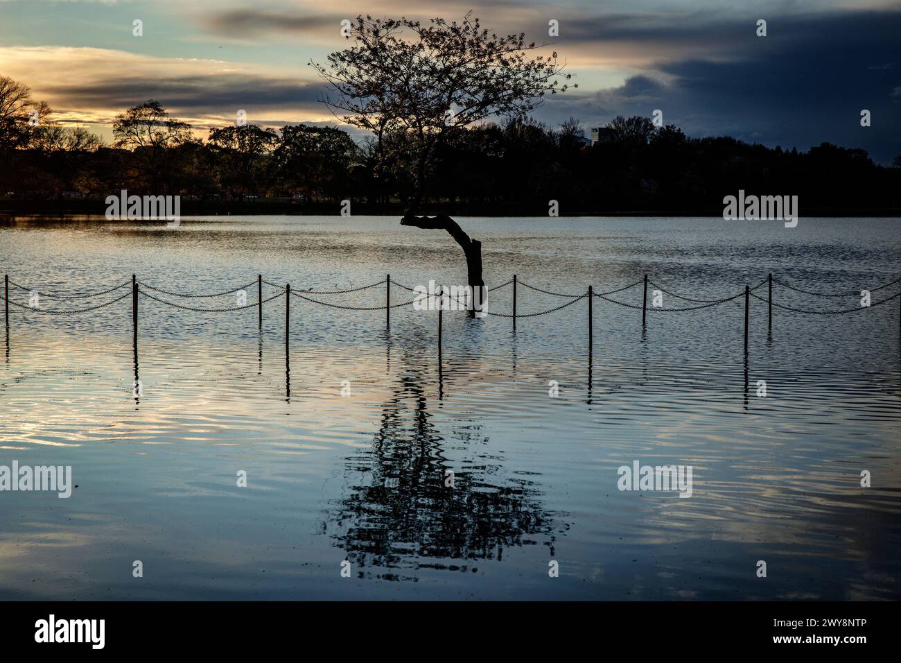 A walkway and the base of a Cherry tree are submerged under water that ...