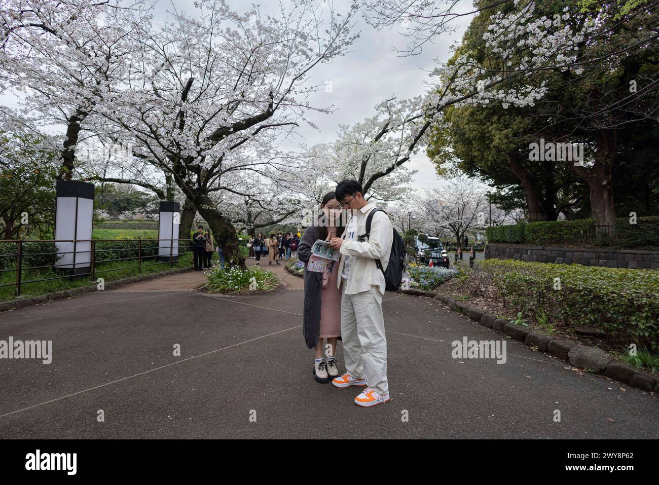 Tokyo, Japan. 04th Apr, 2024. Visitors of Chidorigafuchi moat research ...