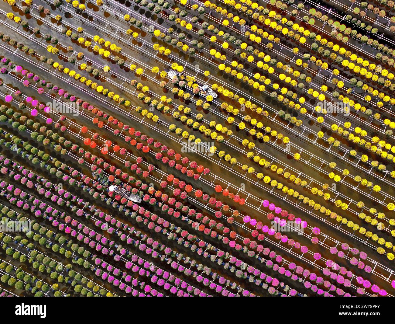 multi coloured raspberry field in spring time Stock Photo - Alamy
