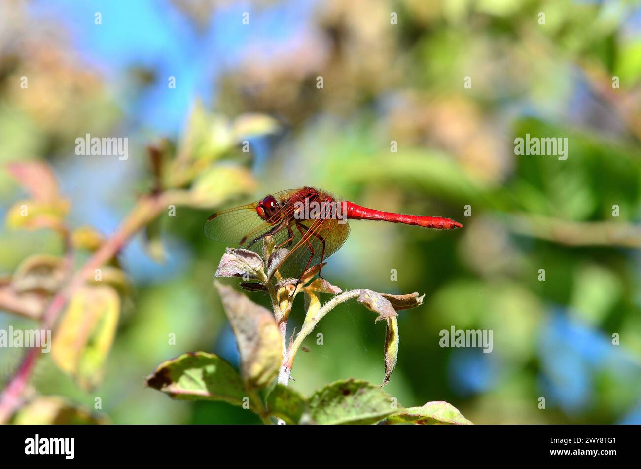 Band bright eyes hi-res stock photography and images - Alamy