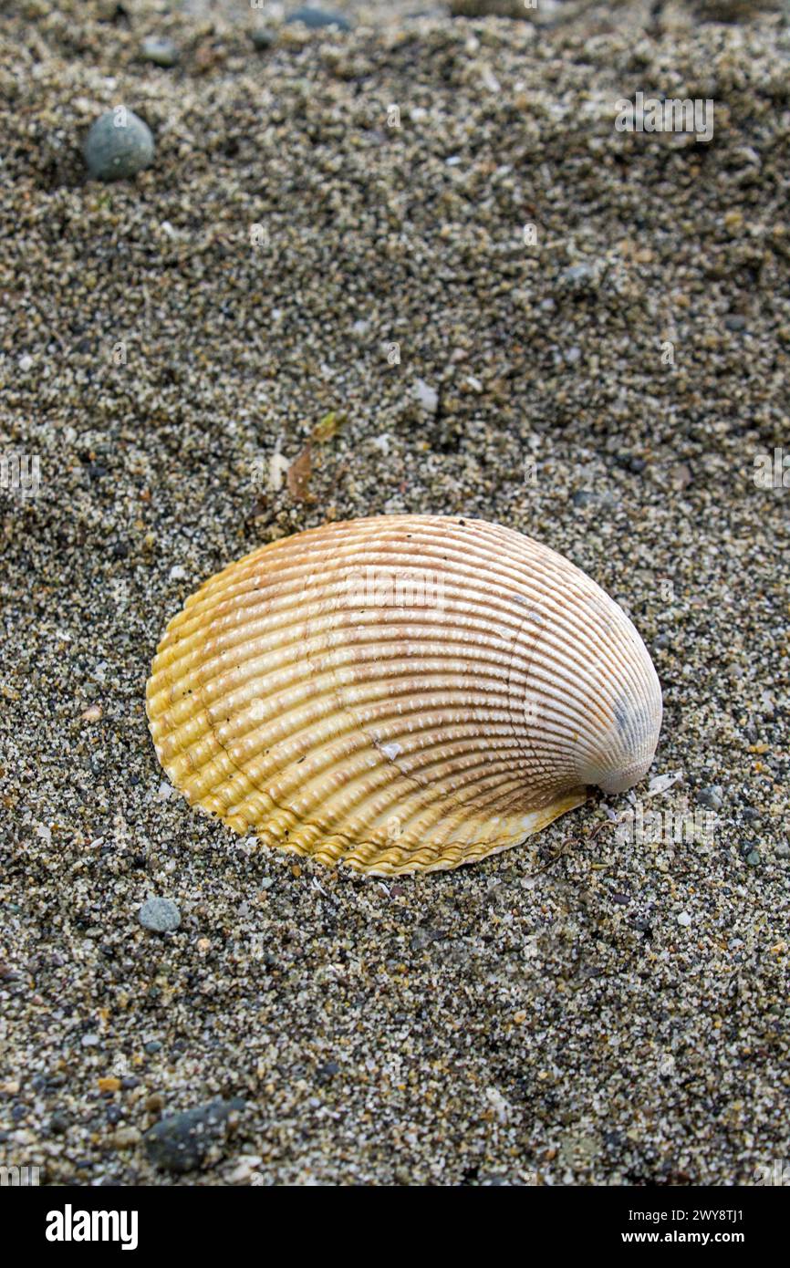 Shell on beach tide background hi-res stock photography and images - Alamy