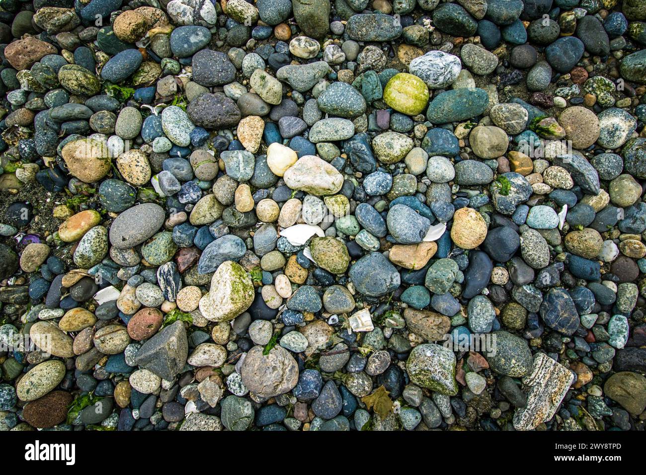 Various Rocks on a puget sound beach Stock Photo - Alamy