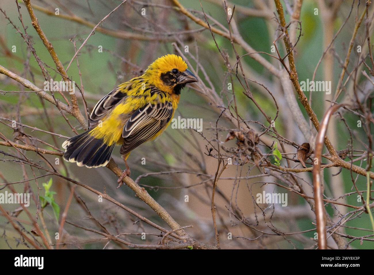 Male golden weaver bird hi-res stock photography and images - Alamy